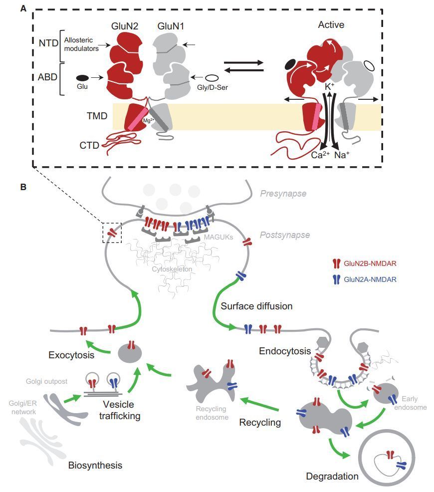 Neuron:神经可塑性和认知相关的突触后NMDAR信号的研究新进展 - 哔哩哔哩