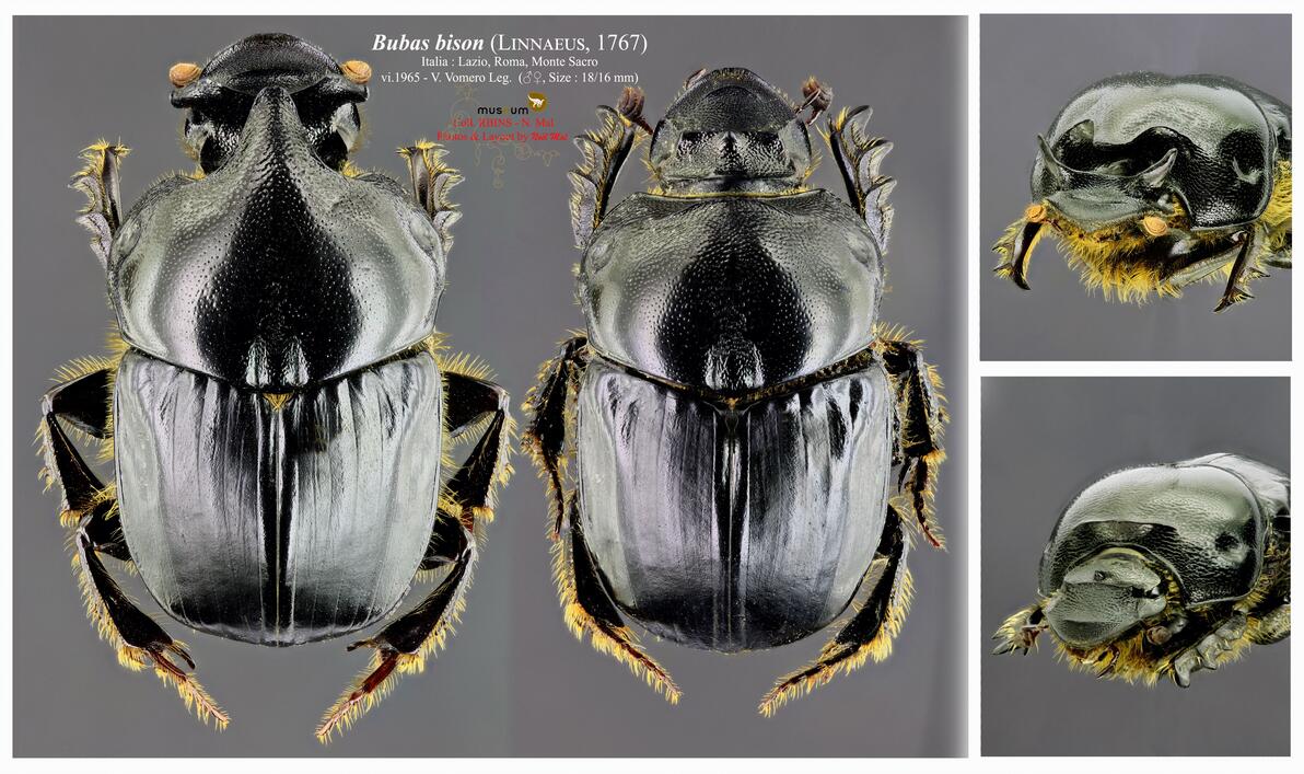 蜣螂-族与属整理（三） - 哔哩哔哩