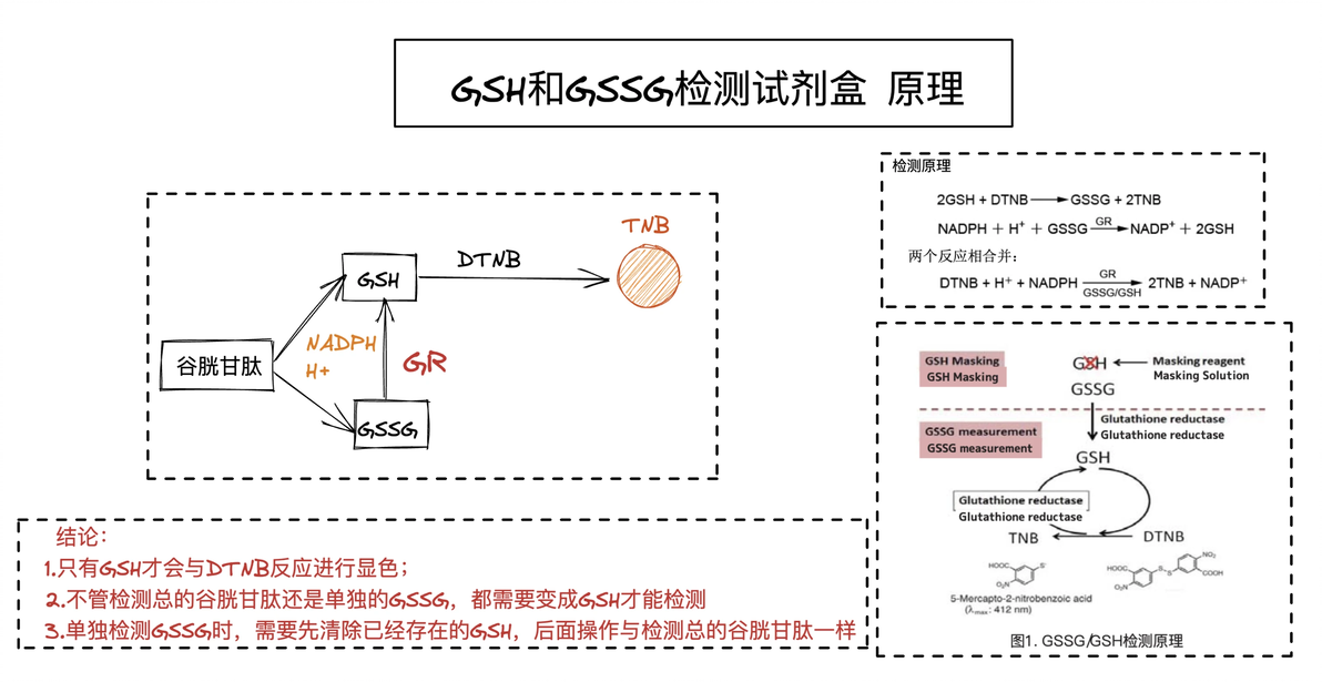 实验原理学习|GSH和GSSG检测试剂盒原理 - 哔哩哔哩