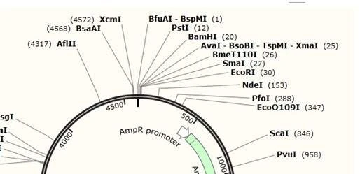【干货分享】如何阅读质粒图谱 - 哔哩哔哩