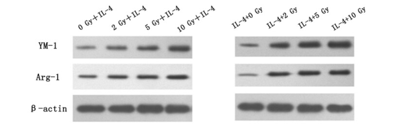 细胞学堂 | RAW 264.7诱导极化及鉴定大全 - 哔哩哔哩