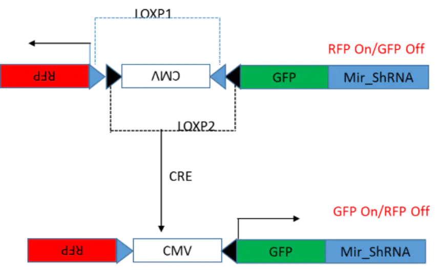 条件性基因编辑——Cre-LoxP系统【自学】 - 哔哩哔哩