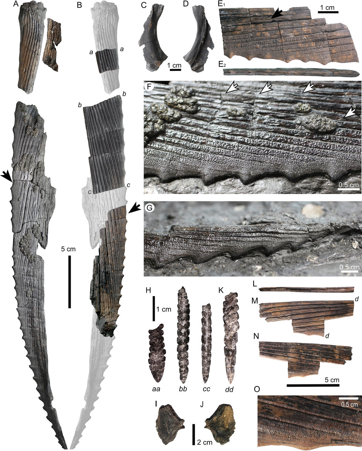 古生物简讯（2024第四季度） - 哔哩哔哩