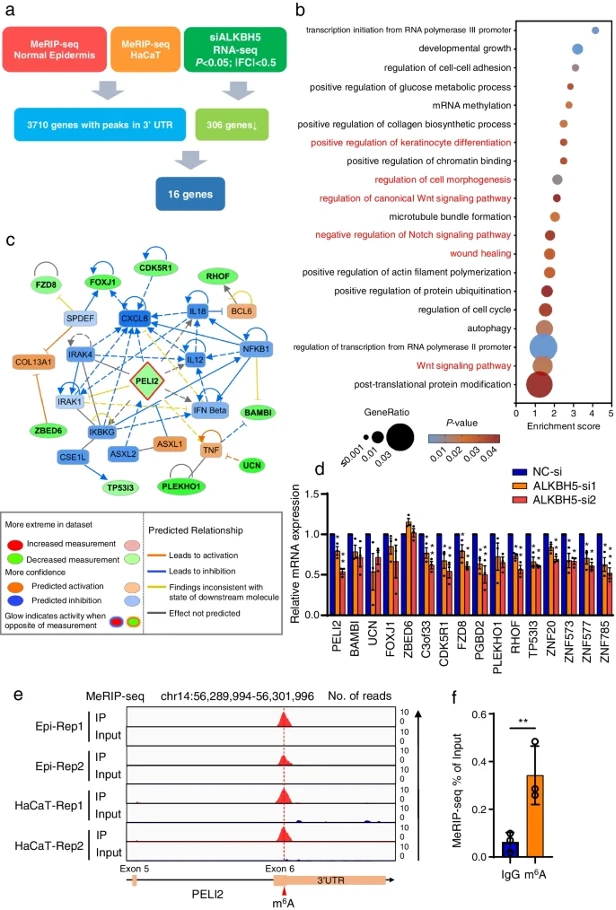 易基因：MeRIP-seq等揭示ALKBH5介导m6A去甲基化调控皮肤创面再上皮化分子机制 - 哔哩哔哩
