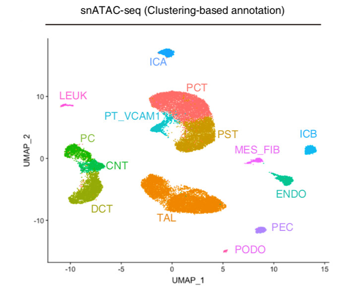 Nat. Commun. | snRNA-seq和snATAC-seq解析成人肾组织细胞构成异质性和损伤发病机制 - 哔哩哔哩