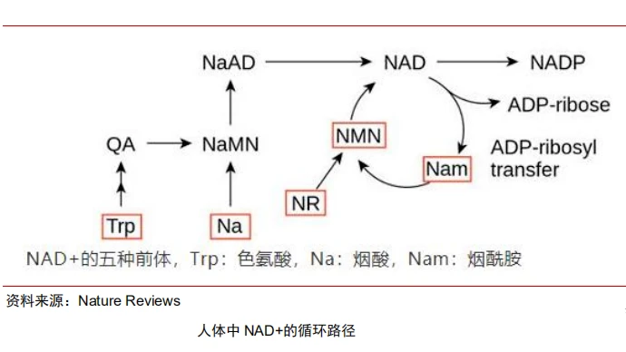 科普：【NAD+是什么？】 - 哔哩哔哩