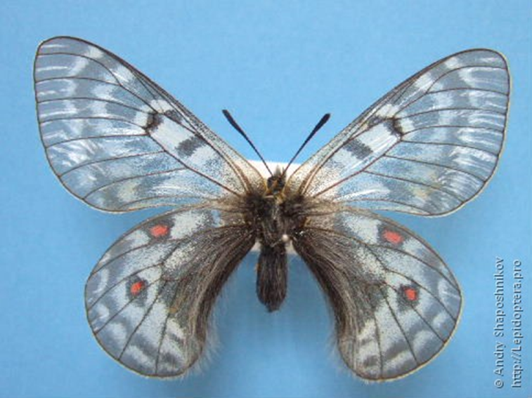 三十五种国内绢蝶属图录 - 哔哩哔哩