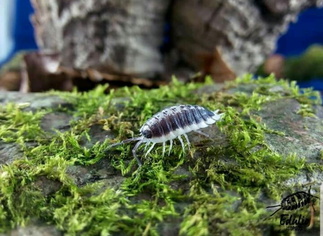 p属鼠妇介绍 - 哔哩哔哩