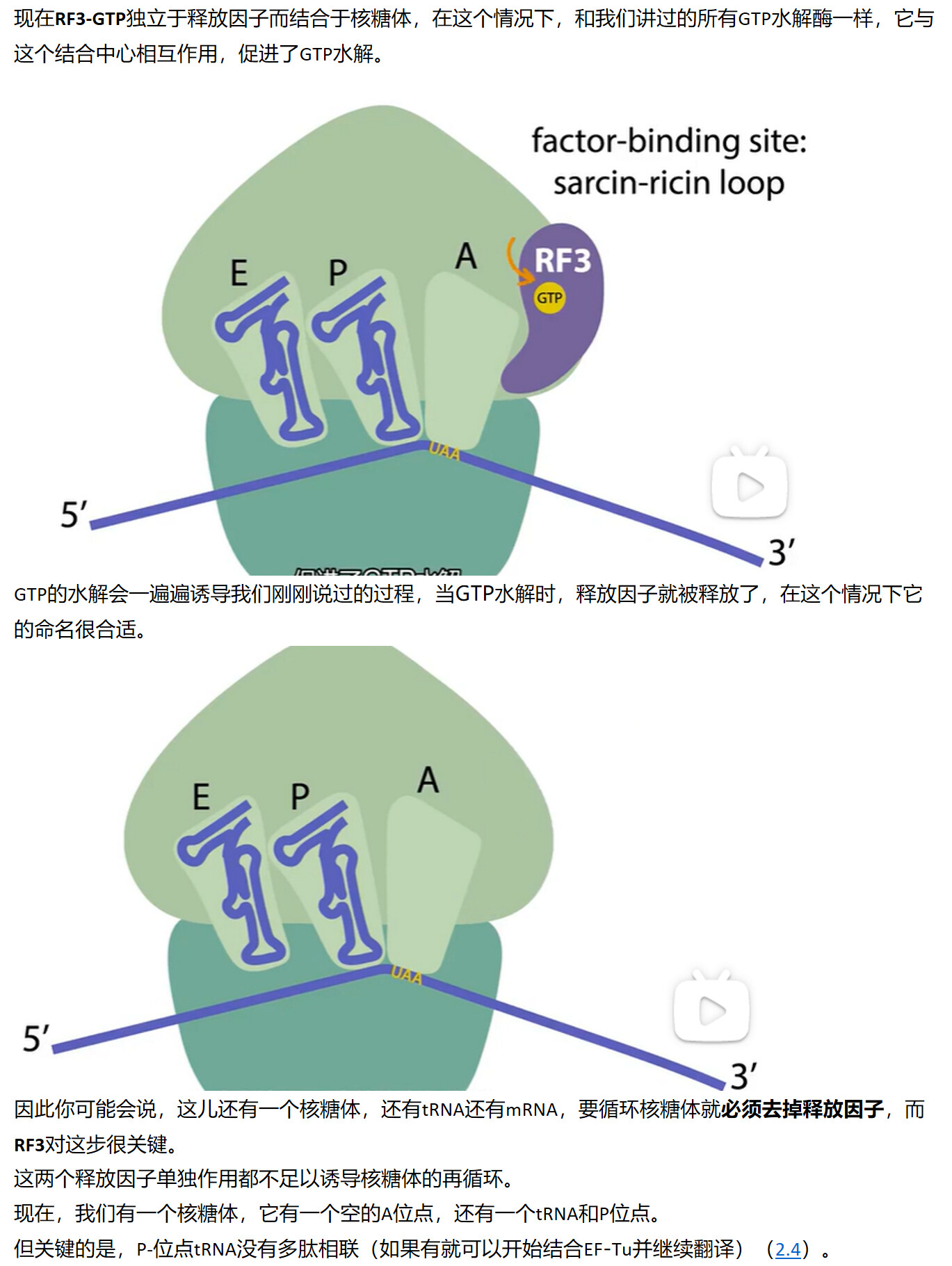 MIT 分子生物学 part3 3.13 Bacterial Translation Termination and Ribos - 哔哩哔哩