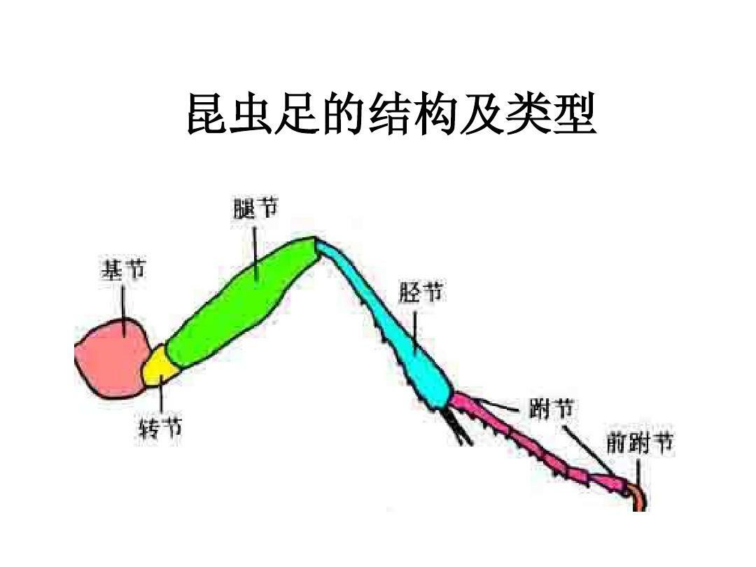昆虫的足各色各样，那它们的足都有些什么功能和作用呢？ - 哔哩哔哩