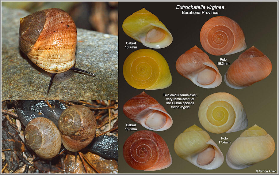 按总科盘点“陆螺”——陆生非柄眼类腹足类（上） - 哔哩哔哩