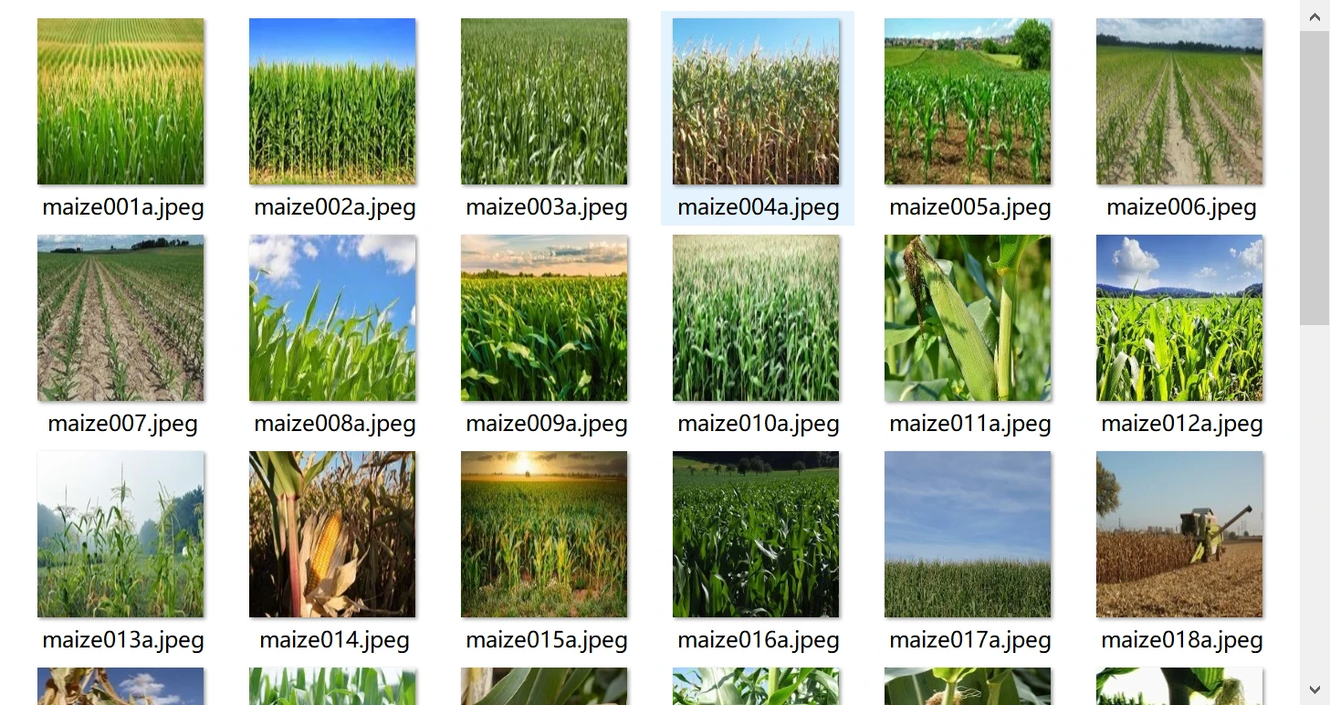 深度学习—玉米图像数据集大合集 - 哔哩哔哩
