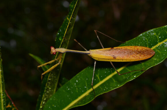 螳总科，最后一个， Mantoidea - 哔哩哔哩