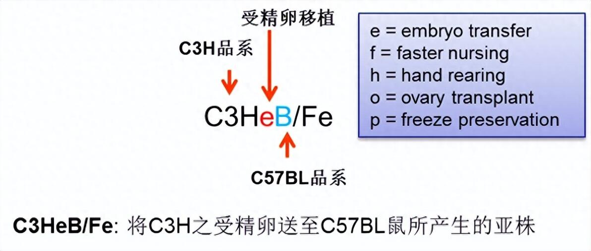 C57BL/6对C57BL/10说：你难道就是我失散多年的兄弟？ - 哔哩哔哩