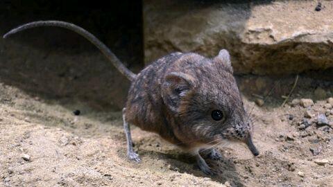 动物图鉴——非洲兽总目（一） - 哔哩哔哩