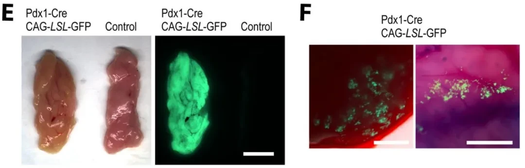 Cre报告基因品系 (Cre Reporter) - 哔哩哔哩