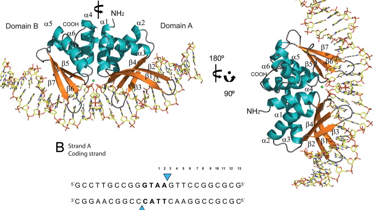 最早的基因编辑工具——归巢核酸内切酶(Meganuclease) - 哔哩哔哩