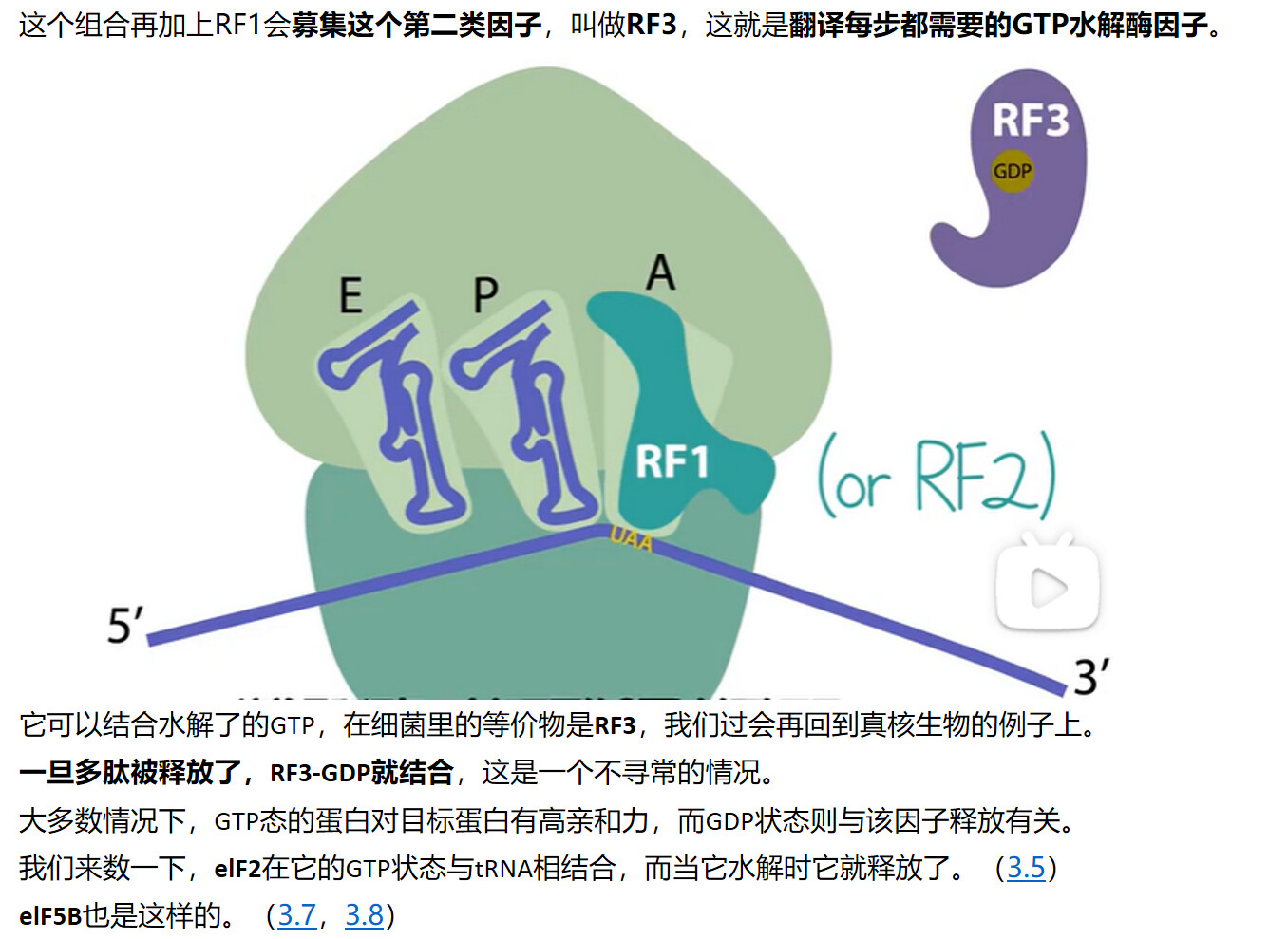 MIT 分子生物学 part3 3.13 Bacterial Translation Termination and Ribos - 哔哩哔哩