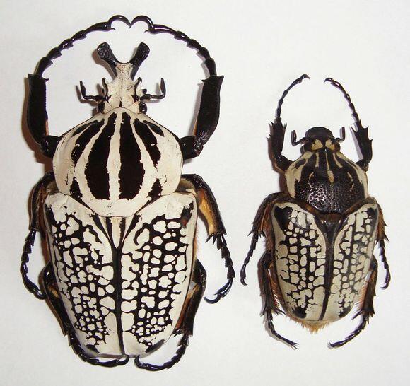 大王花金龟属(Goliathus)所有种简介 - 哔哩哔哩