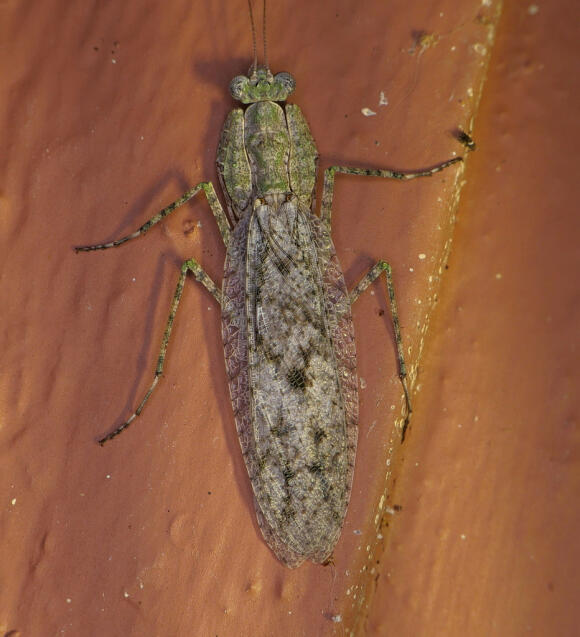 螳螂分类，六个冷门总科 - 哔哩哔哩