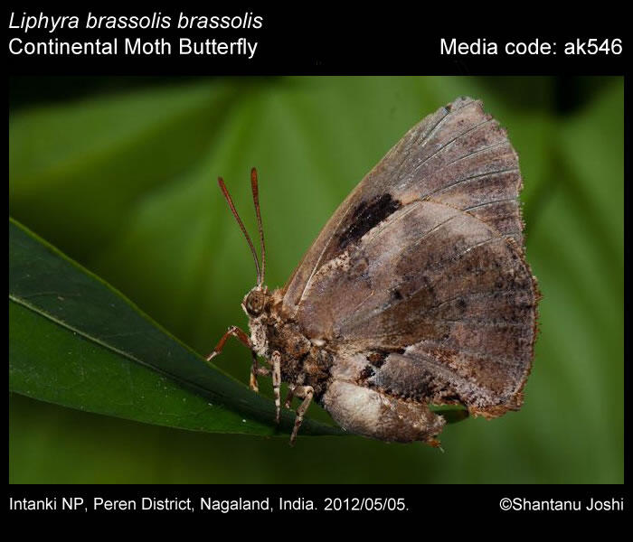 肉食性毛毛虫盘点 - 哔哩哔哩