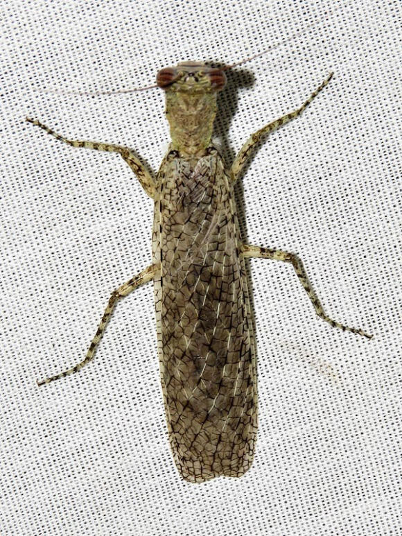 螳螂目商品分类 埃螳总科剩下的三科 - 哔哩哔哩