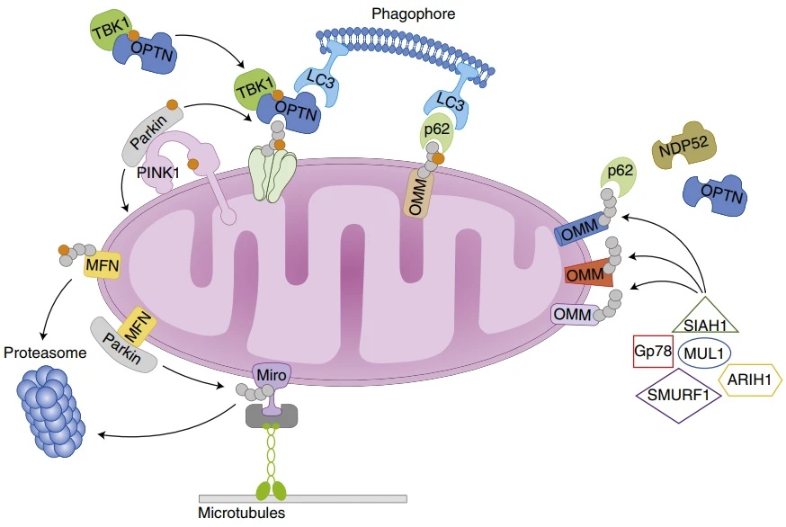 自噬干货分享系列之“线粒体自噬的研究策略” - 哔哩哔哩