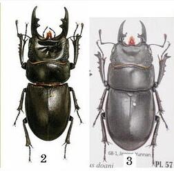 真假扁锹 - 哔哩哔哩