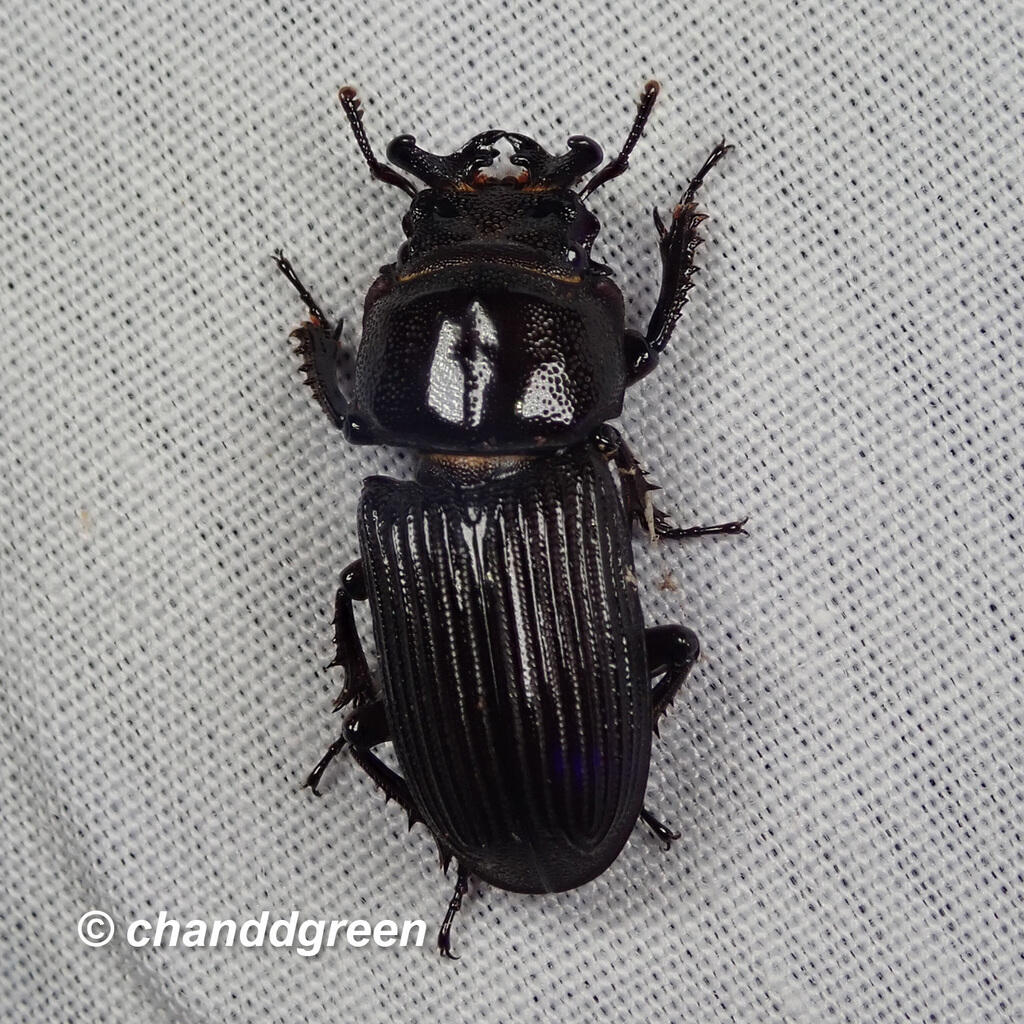 锹甲科-亚科\族\属整理3.0版（上篇） - 哔哩哔哩