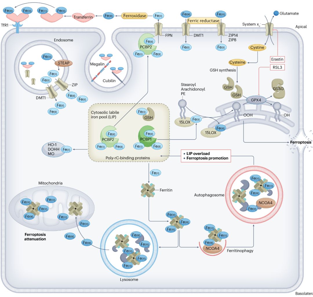 铁死亡中的铁代谢 | Nature Reviews Nephrology 2023 - 哔哩哔哩