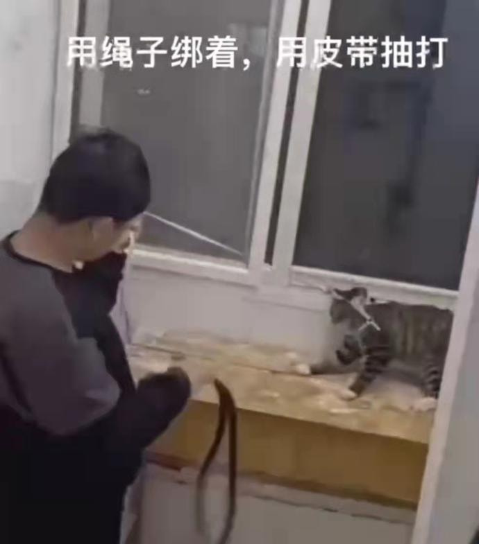 西安学生被指虐猫 解救猫咪同时更需为 主人公”找寻治病良方 哔哩哔哩