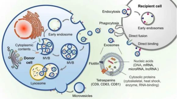 一文理清外泌体：形成构成、分离及鉴定、功能和应用 - 哔哩哔哩