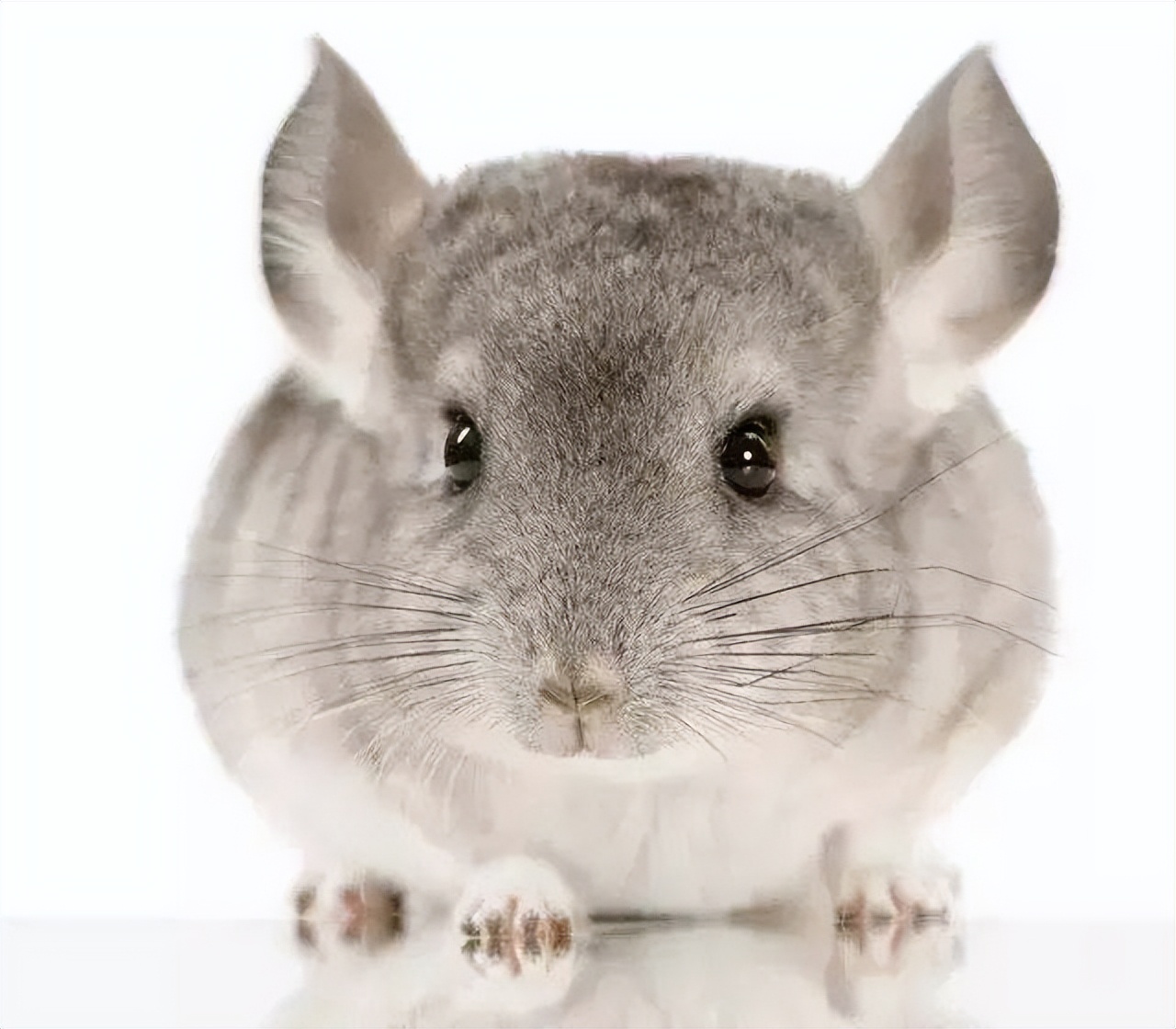 宠物龙猫该如何养？ - 哔哩哔哩