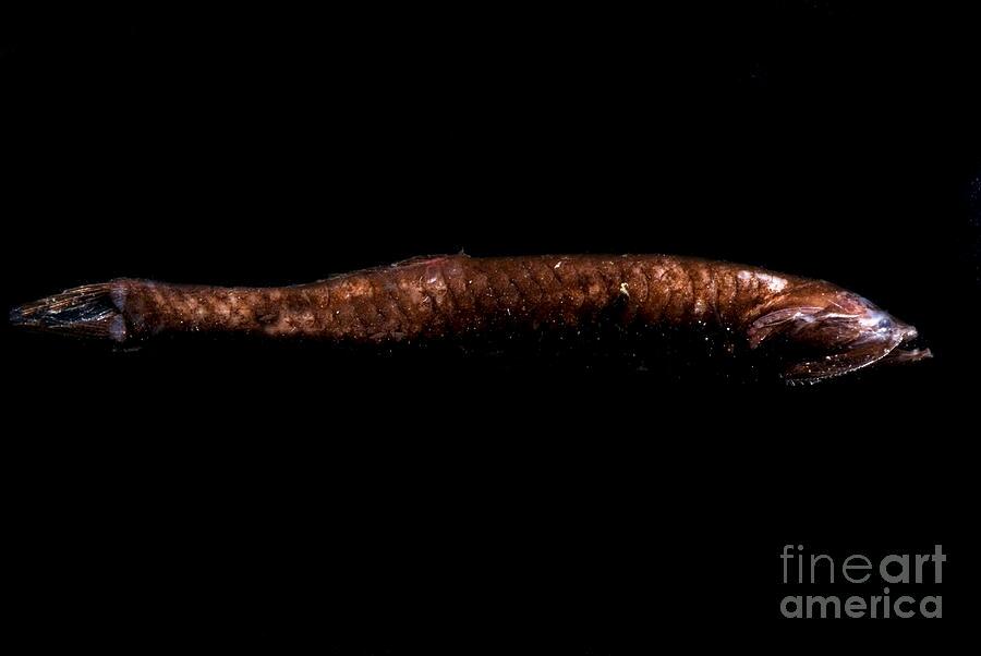 18种超黑鱼(Ultra-Black Fish)的学名、中文正名及图片对照 - 哔哩哔哩