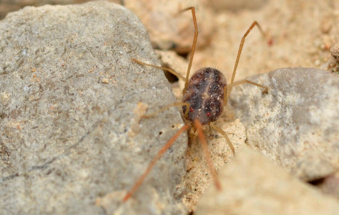 中国常见螨虫图鉴1.0 - 哔哩哔哩