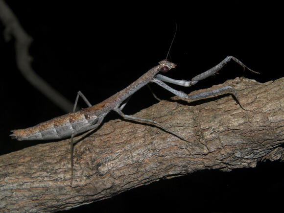 螳总科，最后一个， Mantoidea - 哔哩哔哩