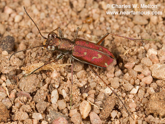 虎甲-族与属整理(上篇) - 哔哩哔哩