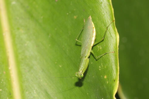 螳螂目商品螳螂分类系列，花螳总科的一部分 - 哔哩哔哩