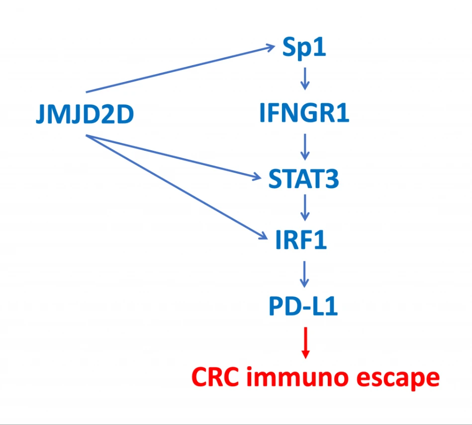 结直肠癌 (CRC) 中的转录因子 Sp1、STAT3、IRF1 - 哔哩哔哩 结直肠癌 (CRC) 中的转录因子 Sp1、STAT3、IRF1 - 哔哩哔哩
