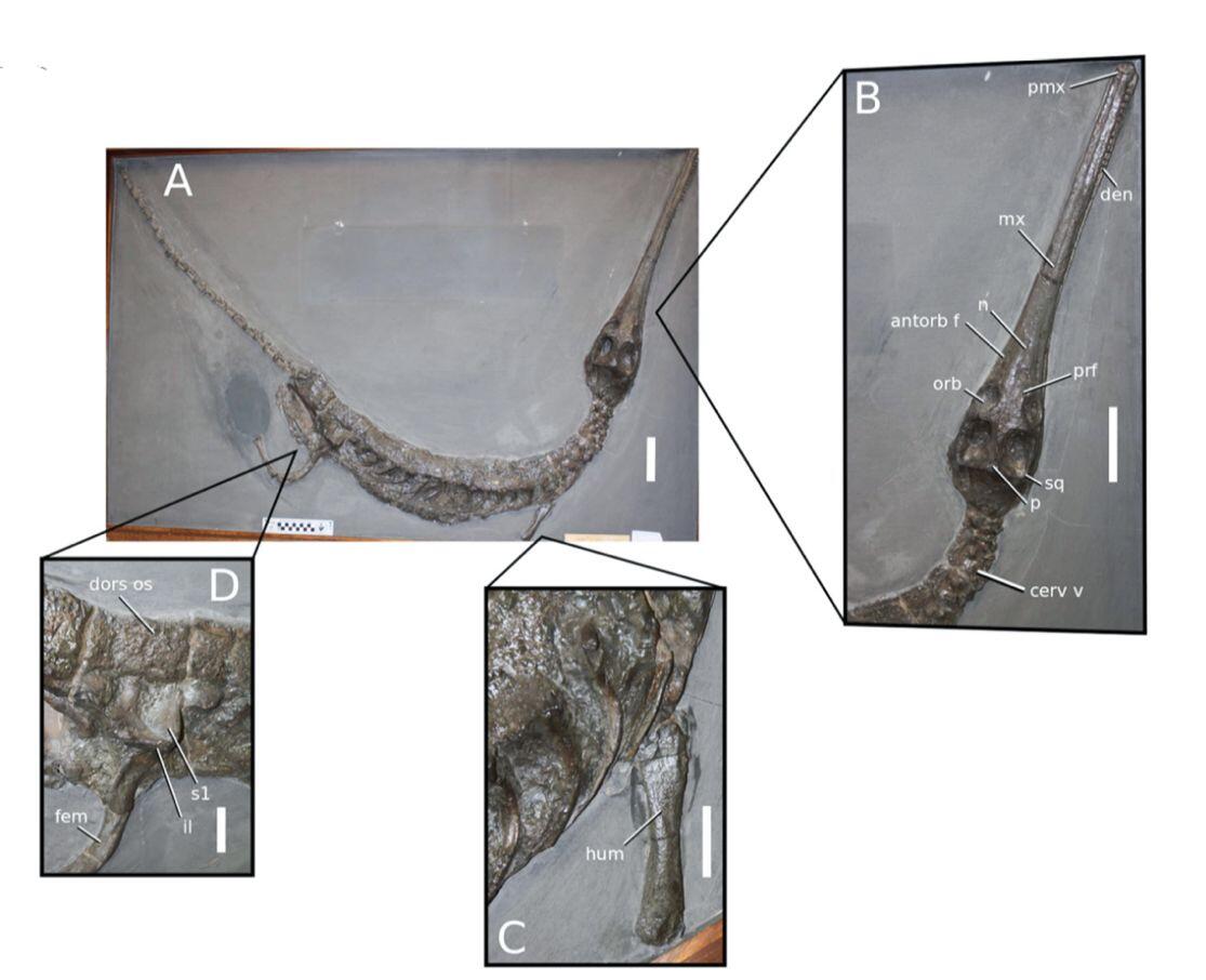 蛟横四海惊涛涌——简单说说海鳄亚目（完整版） - 哔哩哔哩