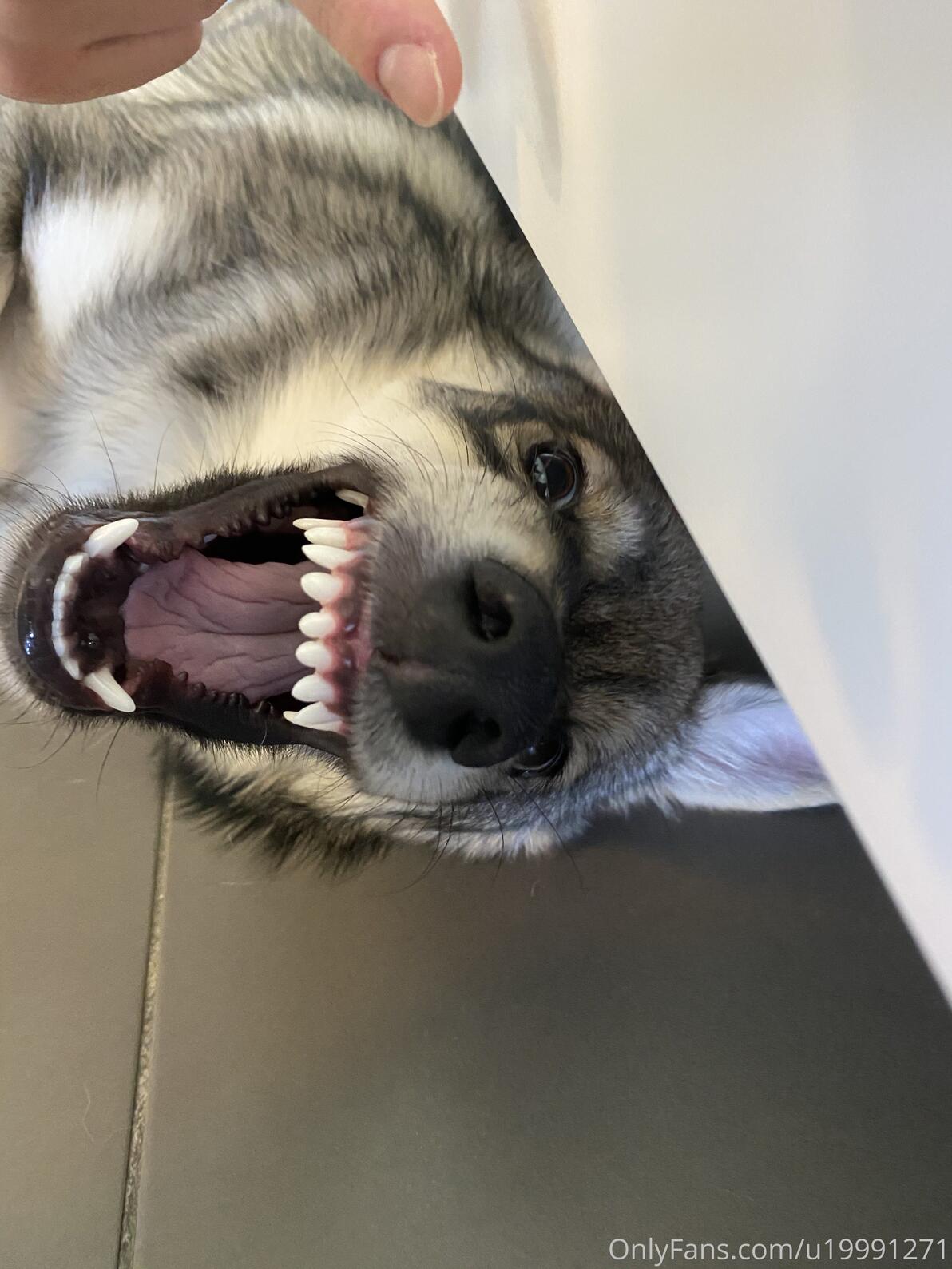 OBOKOZU (@obokozu) - 哔哩哔哩