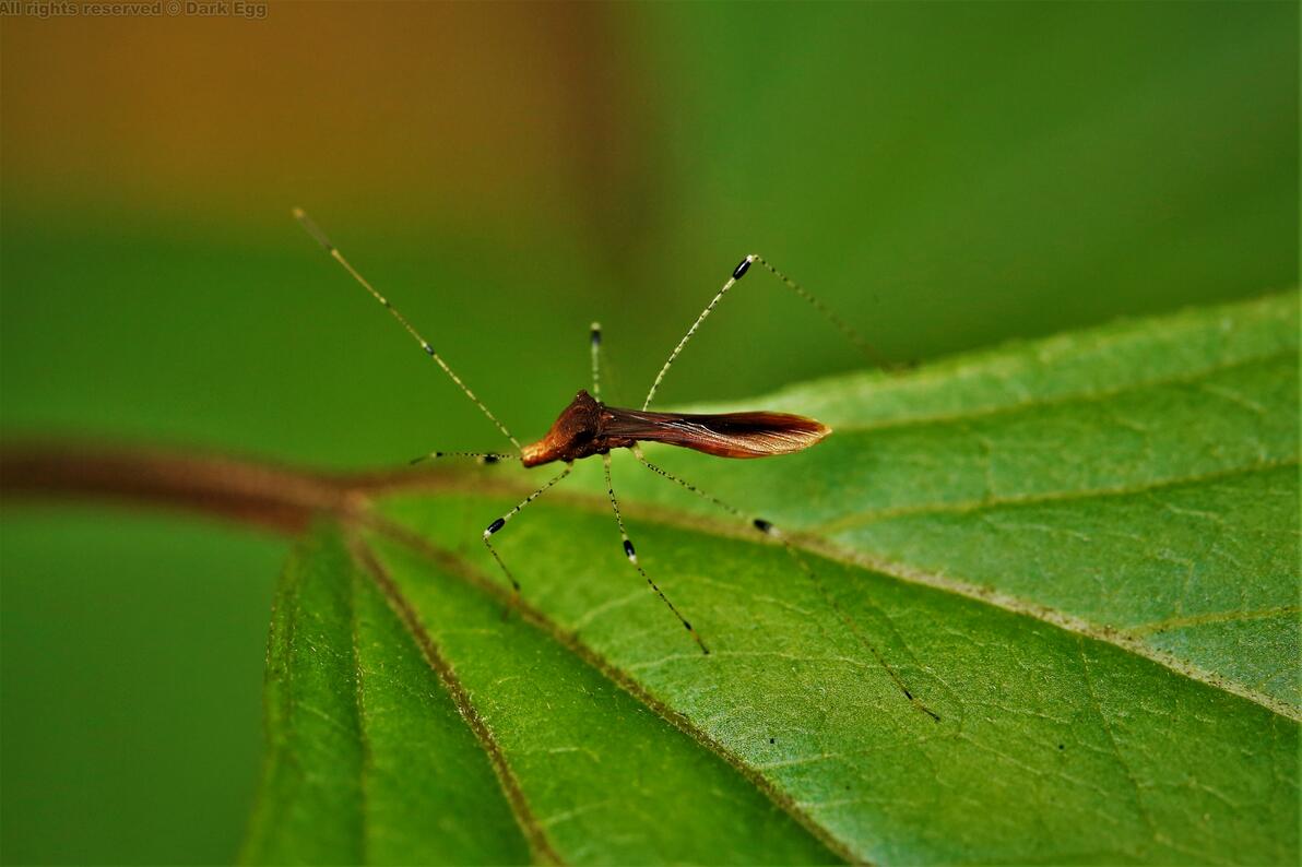 西南虫记·楚雄·紫溪山·20181007 (1) - 哔哩哔哩