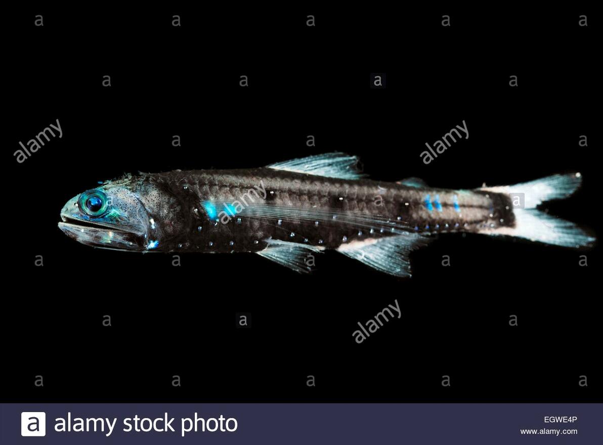 18种超黑鱼(Ultra-Black Fish)的学名、中文正名及图片对照 - 哔哩哔哩