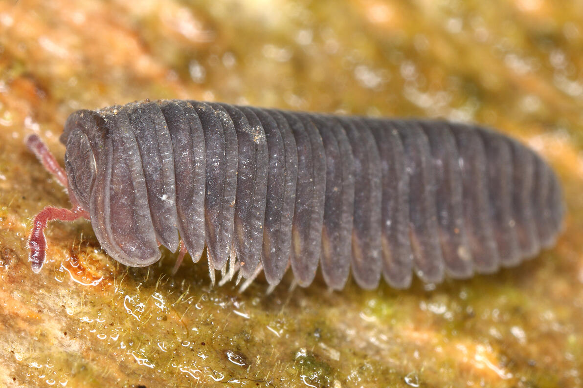 【Diplopoda】 千足百态: 现生马陆大观 译名分类图鉴（二） - 哔哩哔哩