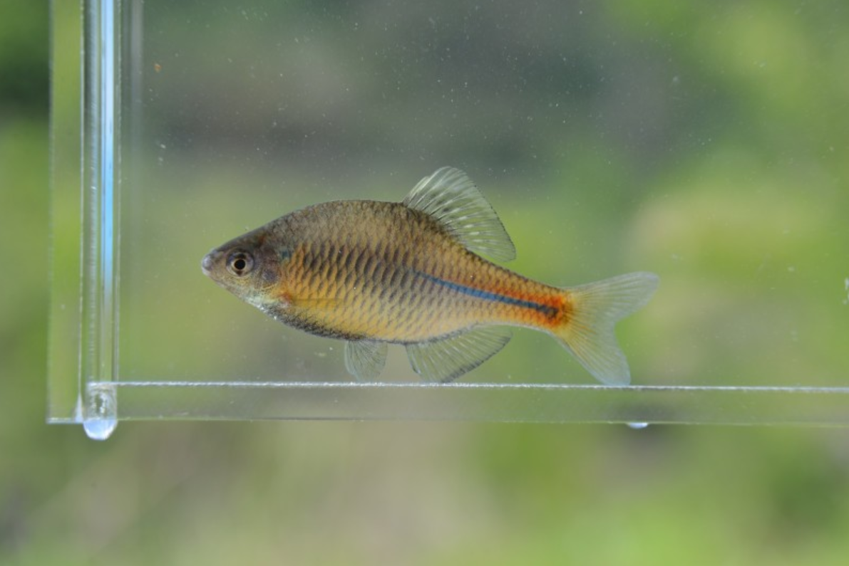 朝鲜半岛鱊科鱼类图鉴（한반도 납자루과 도감） - 哔哩哔哩