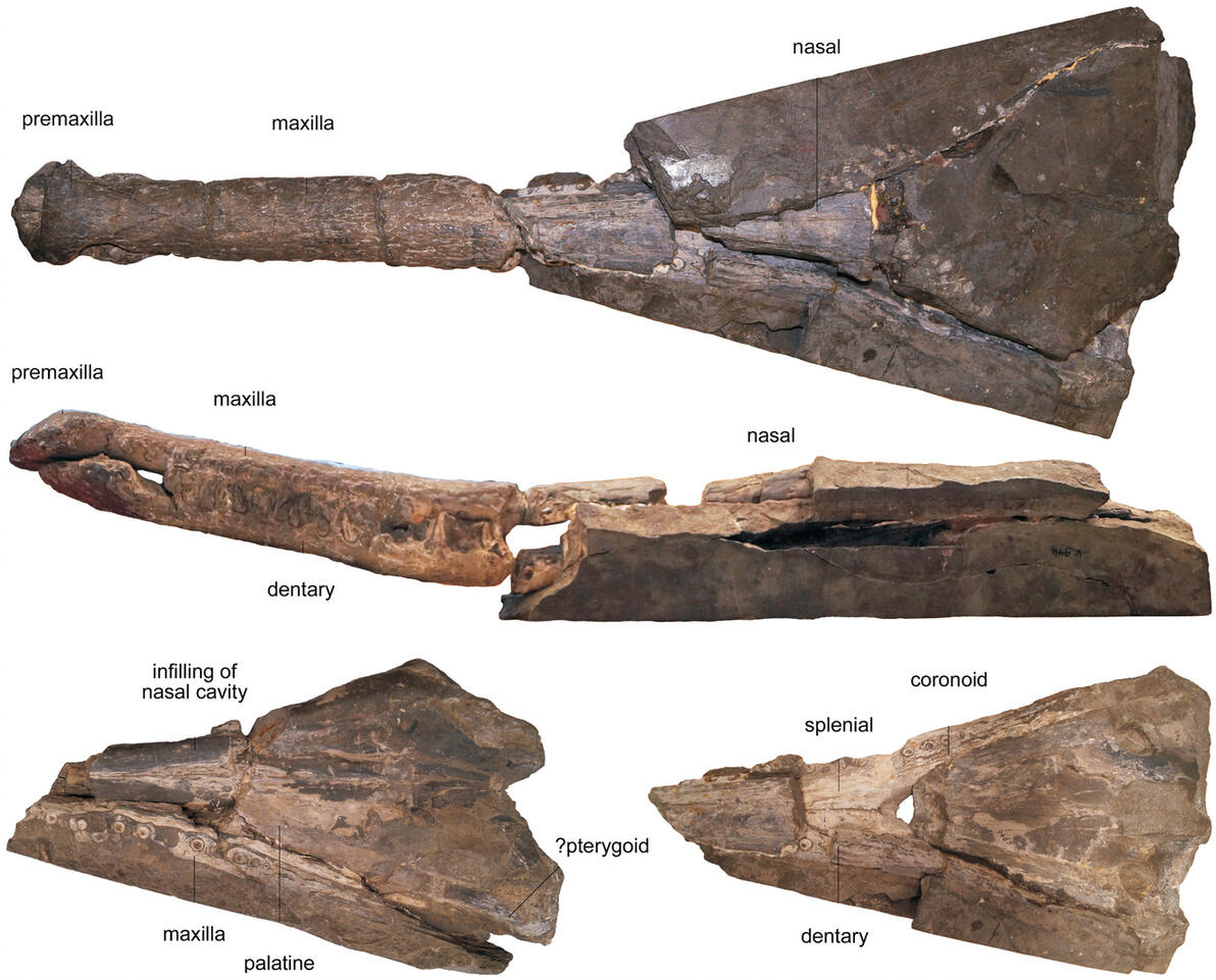 蛟横四海惊涛涌——简单说说海鳄亚目（完整版） - 哔哩哔哩