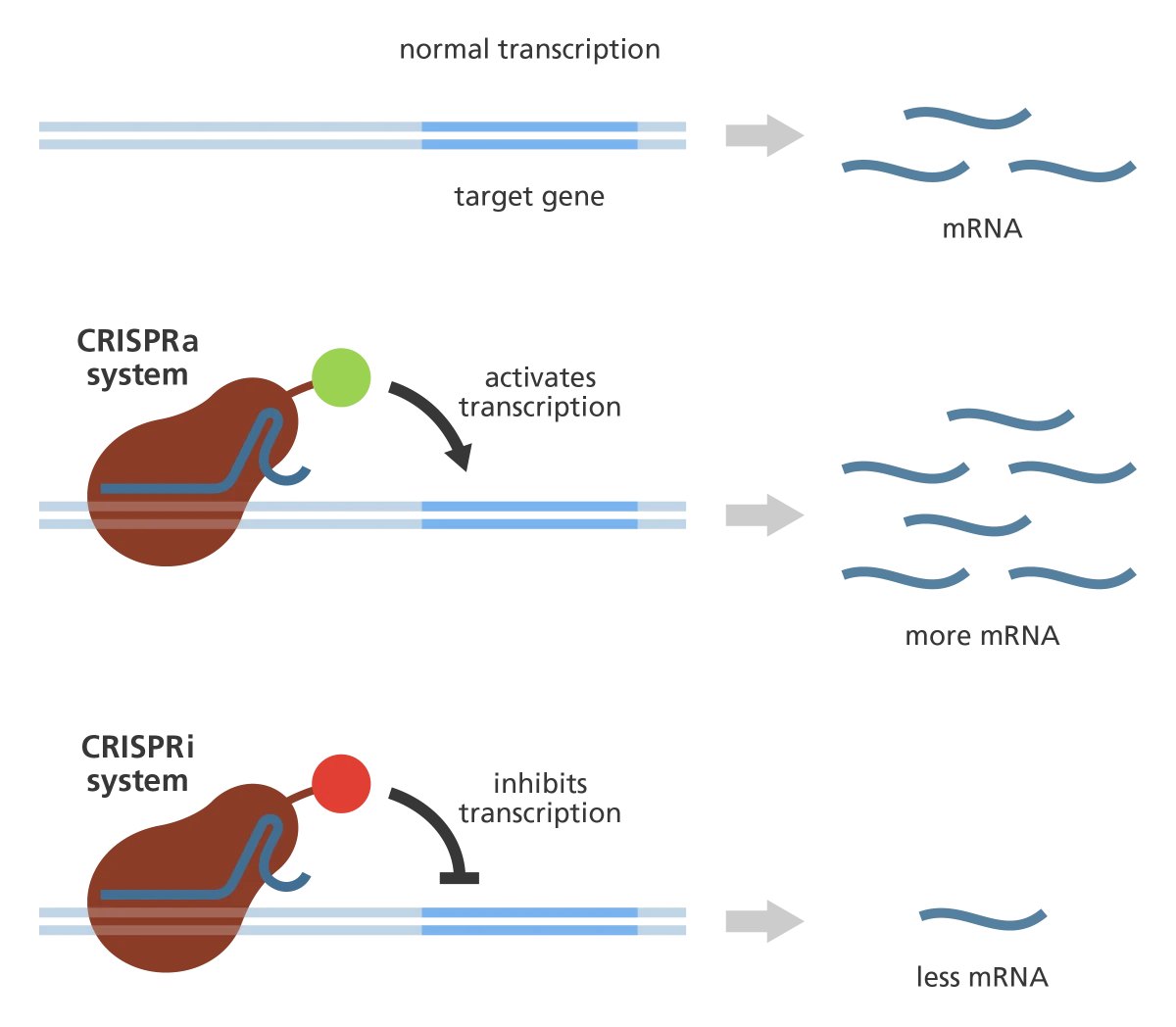 我们如何使用 CRISPR 基因编辑来研究疾病？ - 哔哩哔哩