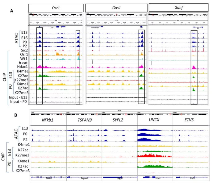 基因组浏览器IGV介绍 - 哔哩哔哩
