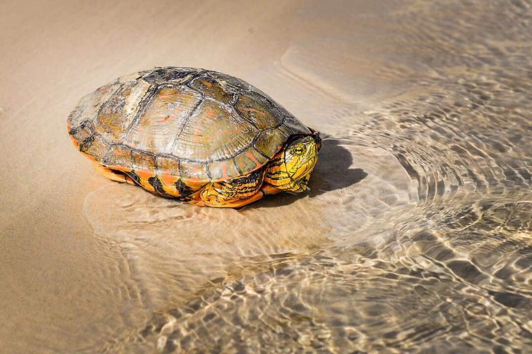 【微图鉴】鸡龟亚科(巴西脸)简述以及全种类一览 - 哔哩哔哩