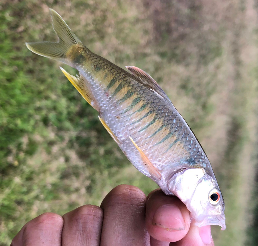 杂鱼的疑云——马口鱼属Opsariichthys种团的整理 - 哔哩哔哩